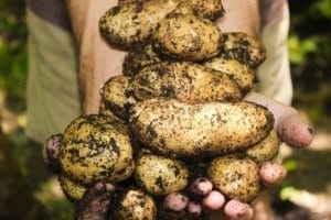 The tuber that changed the world: a brief history of the potato ...