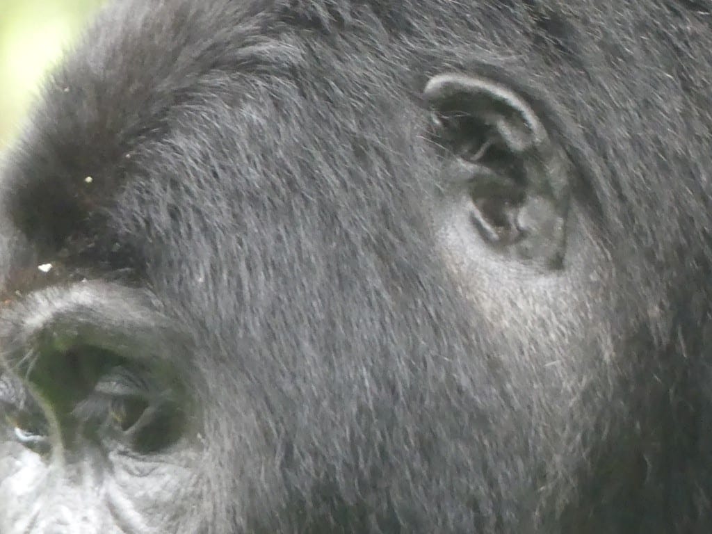 Fig. 2. External Ear of an adult