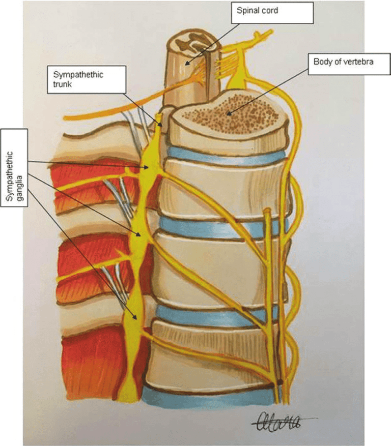 Components of the sympathetic trunk. Redrawn from Wolf-Heidegger’s ...