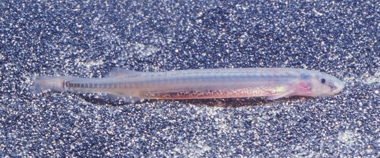 What can the candiru (Vandellia cirrhosa) do? - Hektoen International
