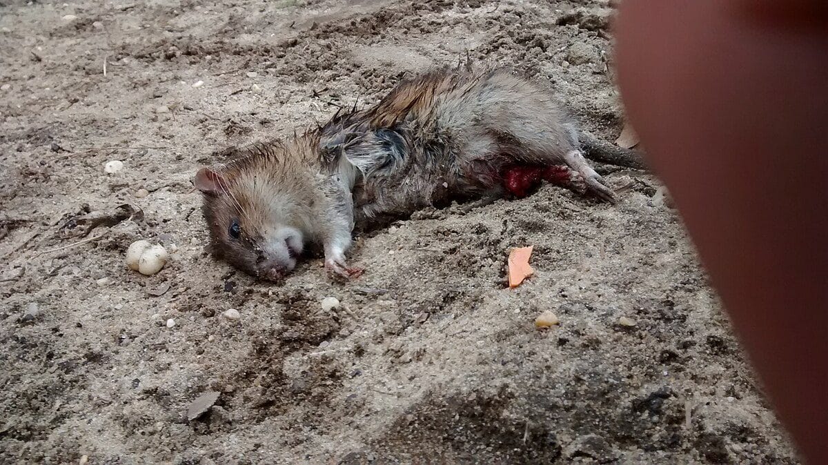 George Orwell: Obsessed with rats - Hektoen International